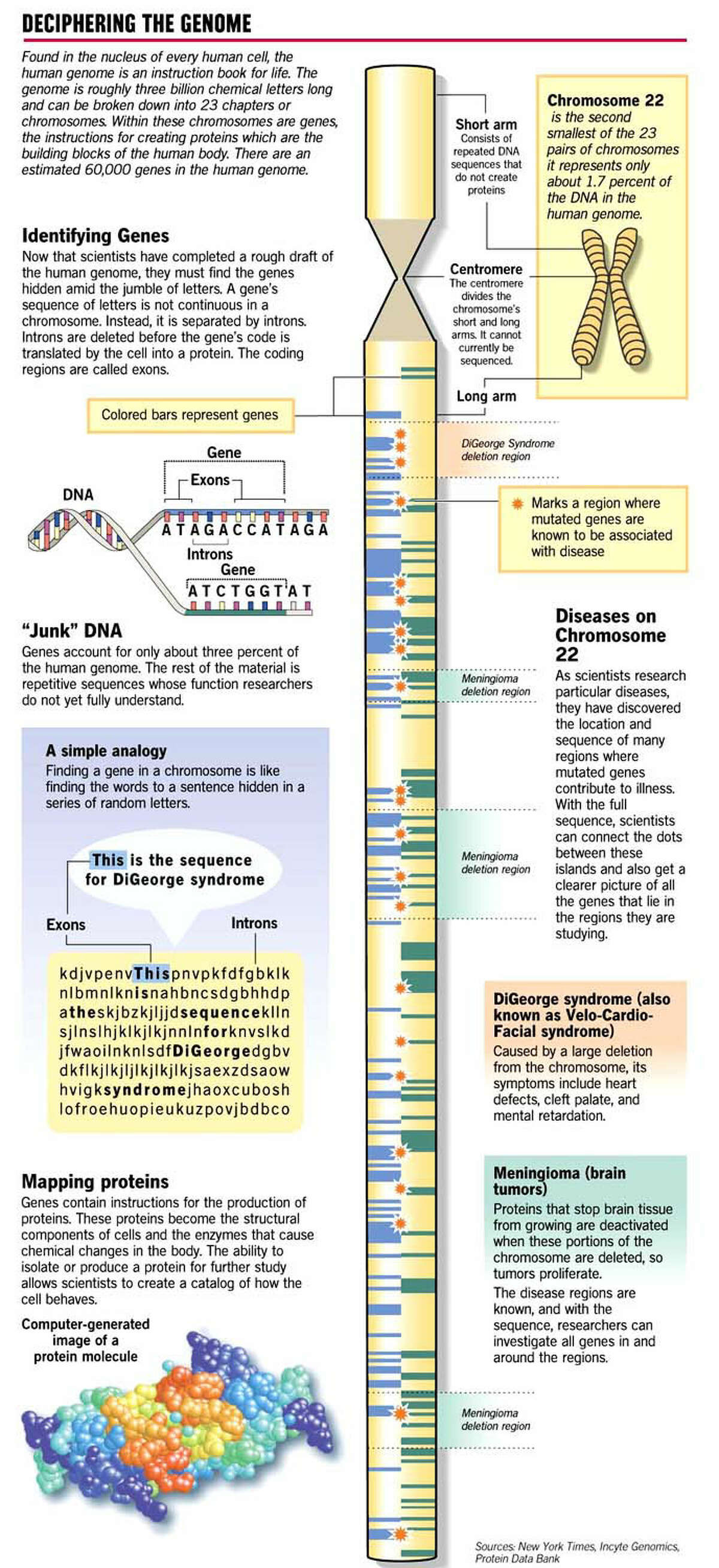 What's Next For Genome? / Landmark project is only the start of prying ...
