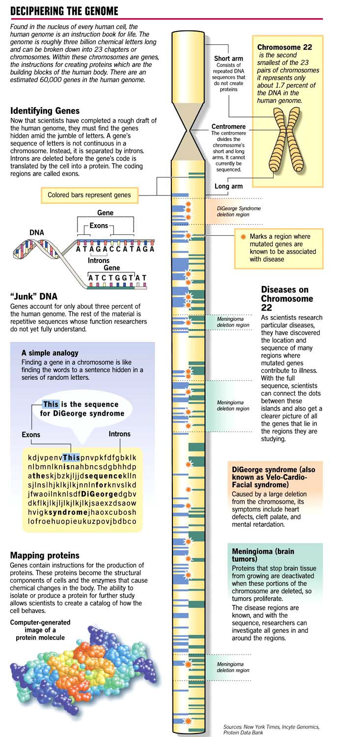 What's Next For Genome? / Landmark project is only the start of prying ...