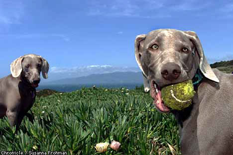 Getting Off the Leash / Dog lovers and their canine companions follow ...