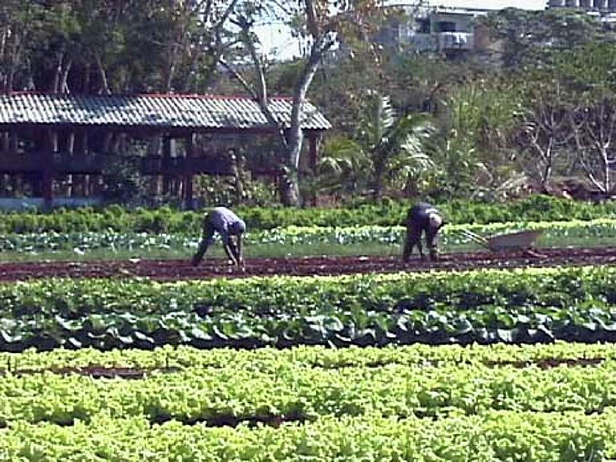 The Big Green Experiment / Cuba's Organic Revolution