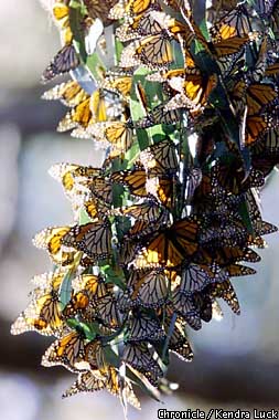 Bay Area's Monarch Season Nearing End