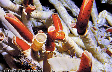 Some Worms Like It Hot / Two sea-bottom species grow fast or slow ...