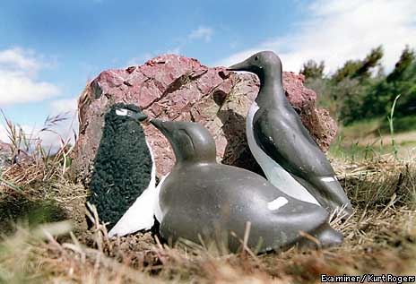 Rebirth of the Common Mure