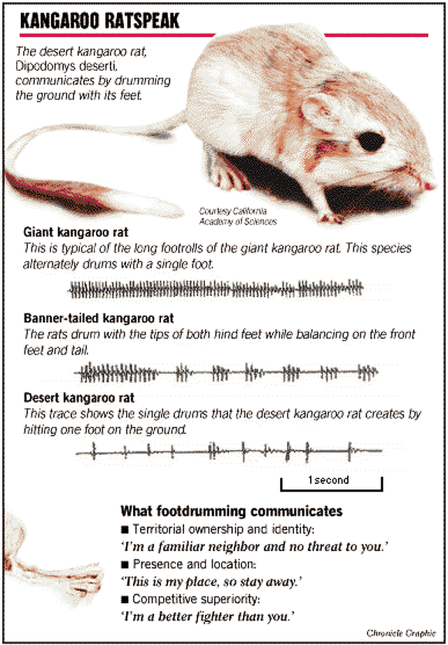 Kangaroo Rats' Feet Speak Volumes, Biologist Finds - SFGate