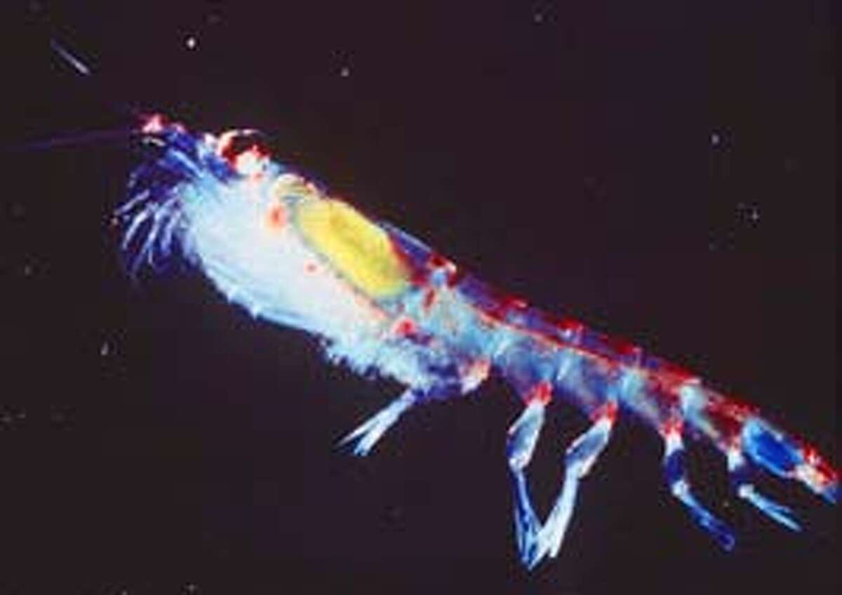 Key Link in Food Chain Is Suffering, Scientists Say