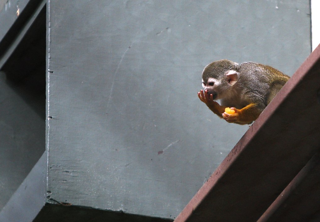 Beloved S.F. monkey, Banana Sam, dead at 19