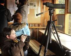 Eagle watchers flock to Shepaug Dam