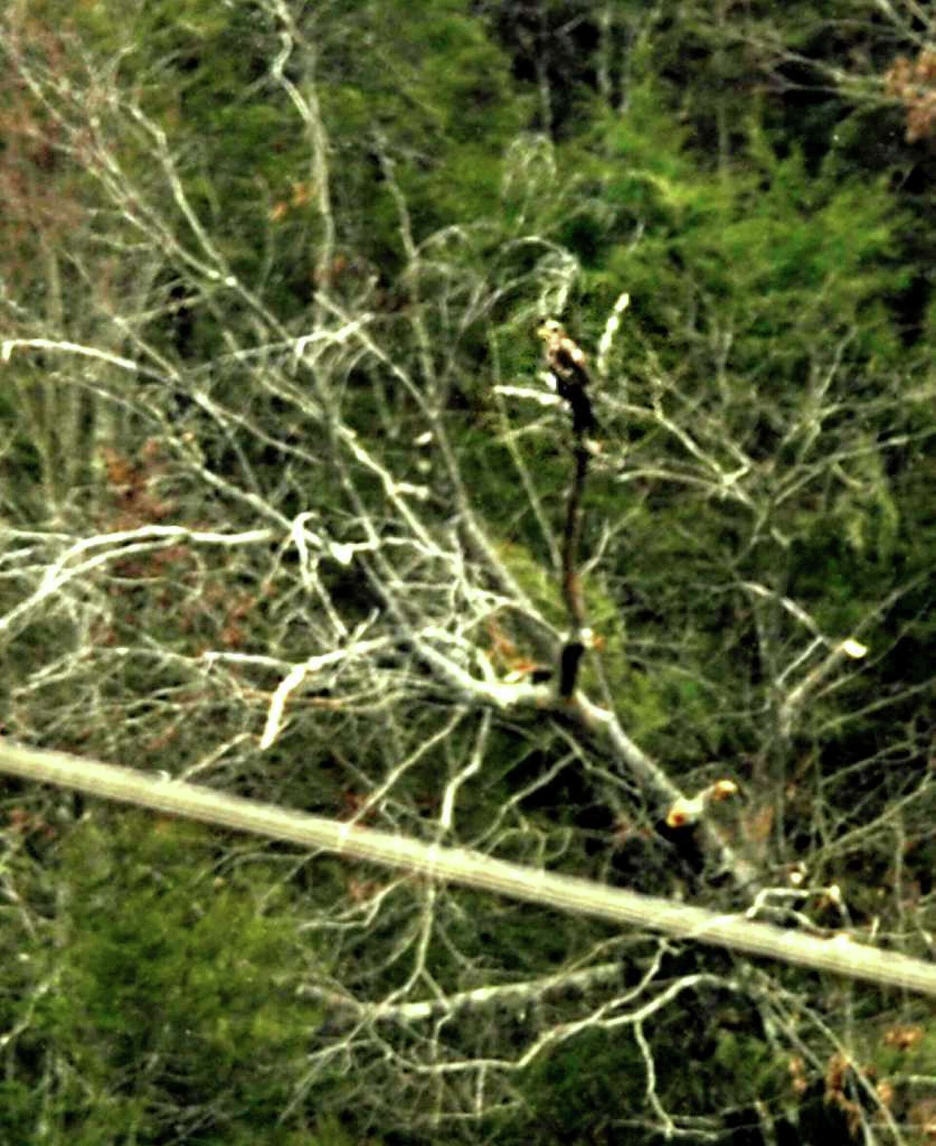Eagle watchers flock to Shepaug Dam