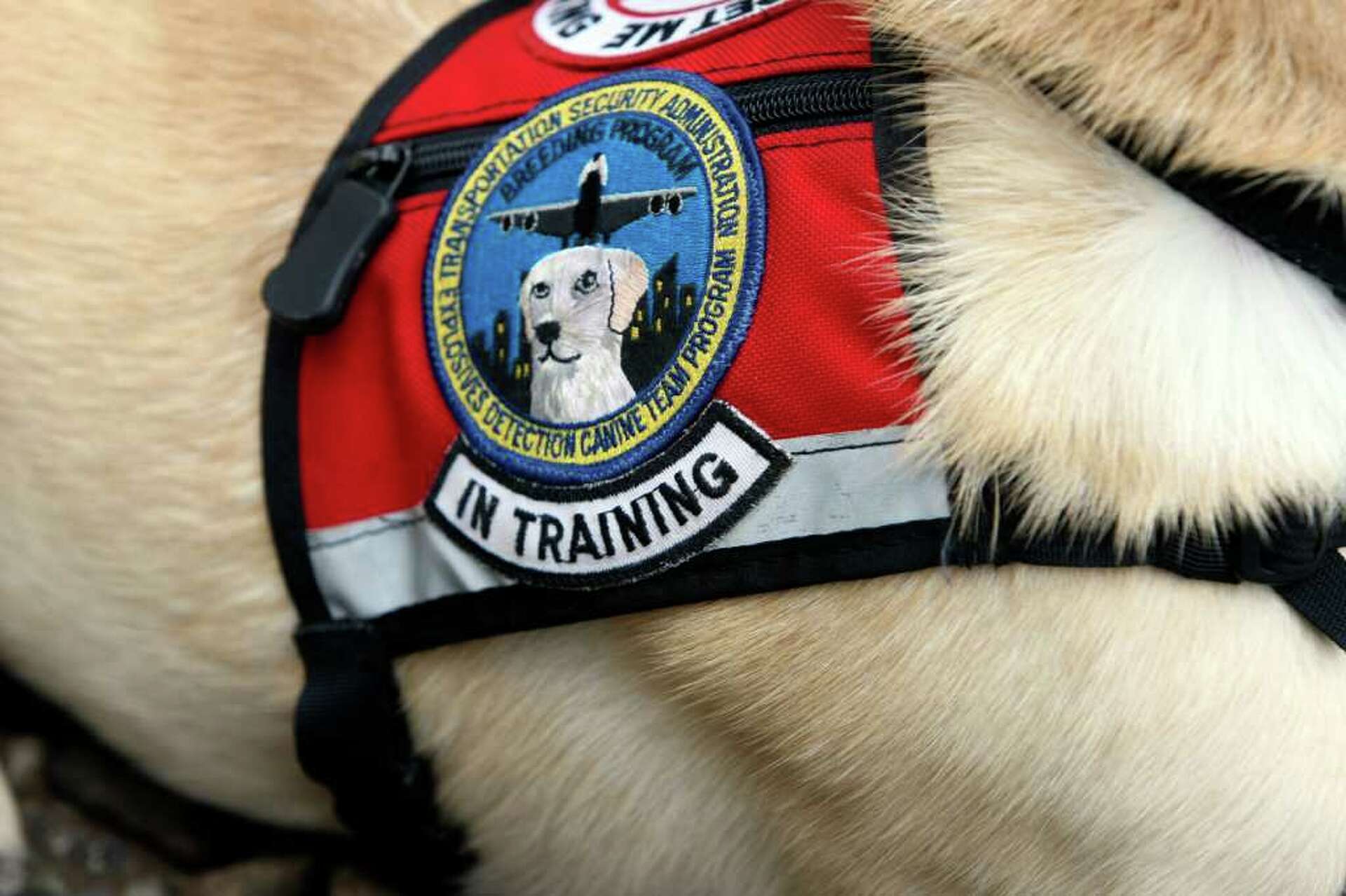 This adorable Houston TSA dog loves her job, loves the camera