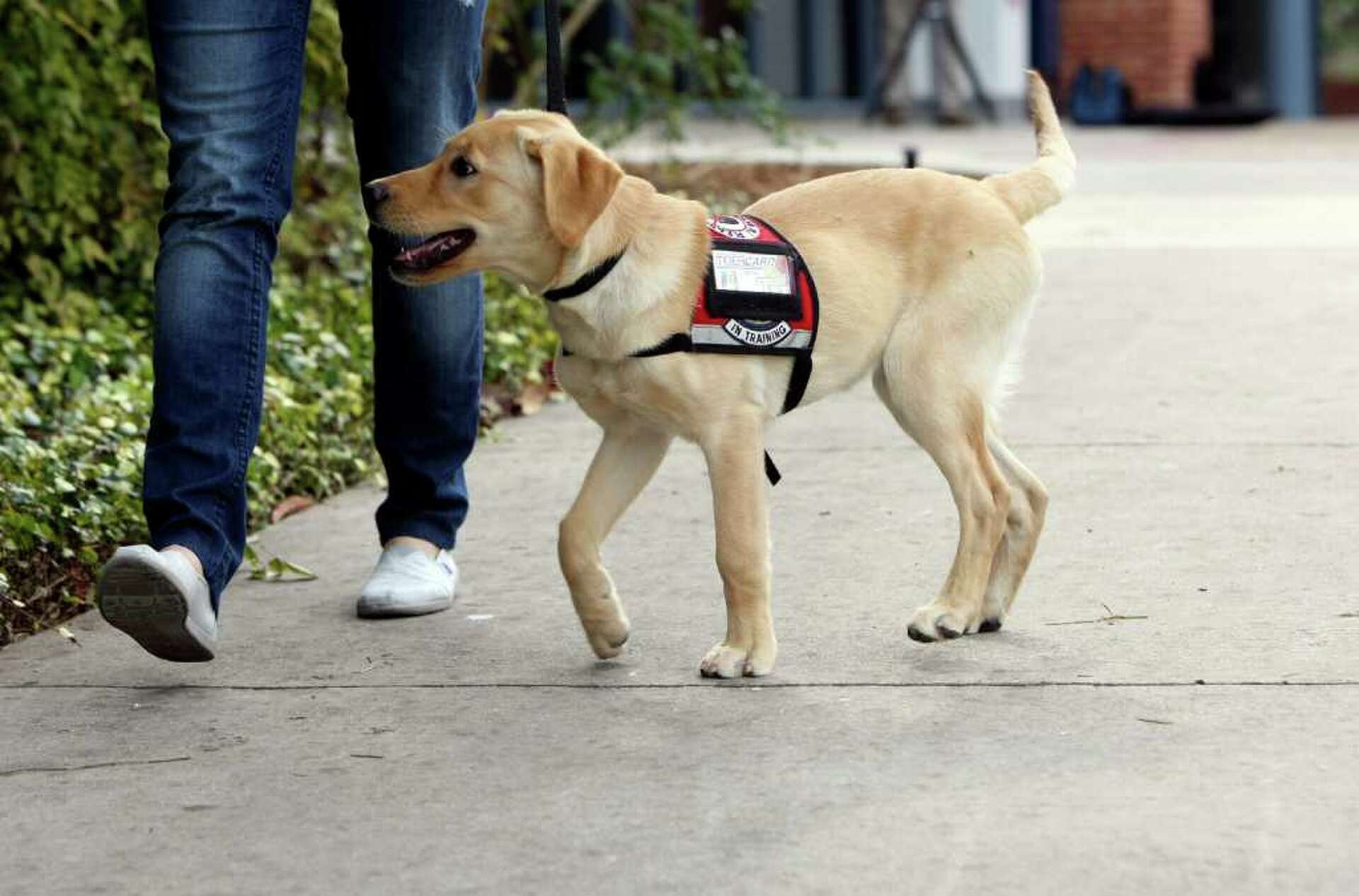 This adorable Houston TSA dog loves her job, loves the camera