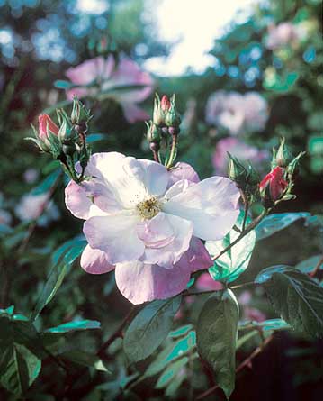 RONETTE'S ROSES / Hobby becomes passion in a sunny corner of Marin County