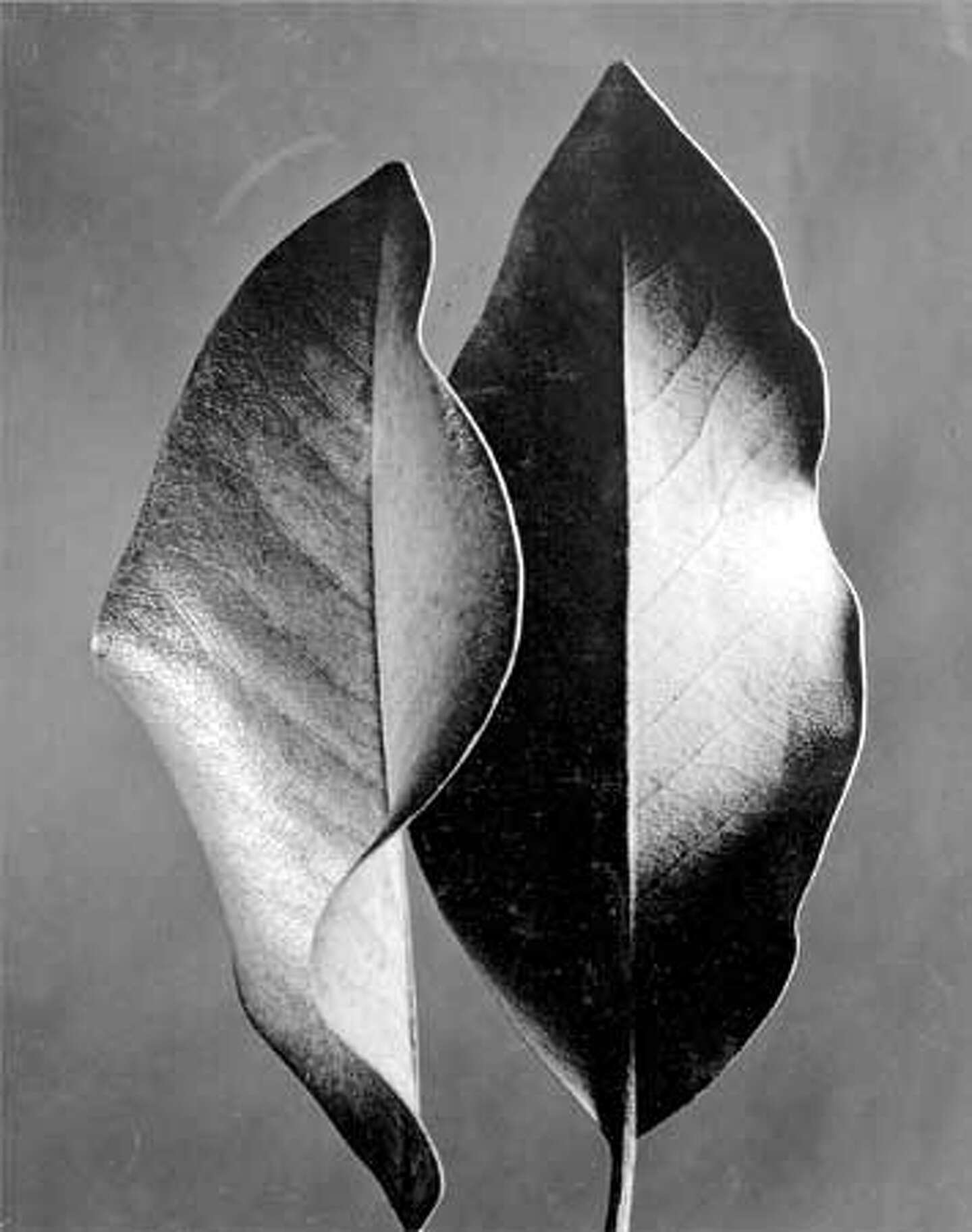 Lady of light / San Francisco photographer Ruth Bernhard just says 'yes ...