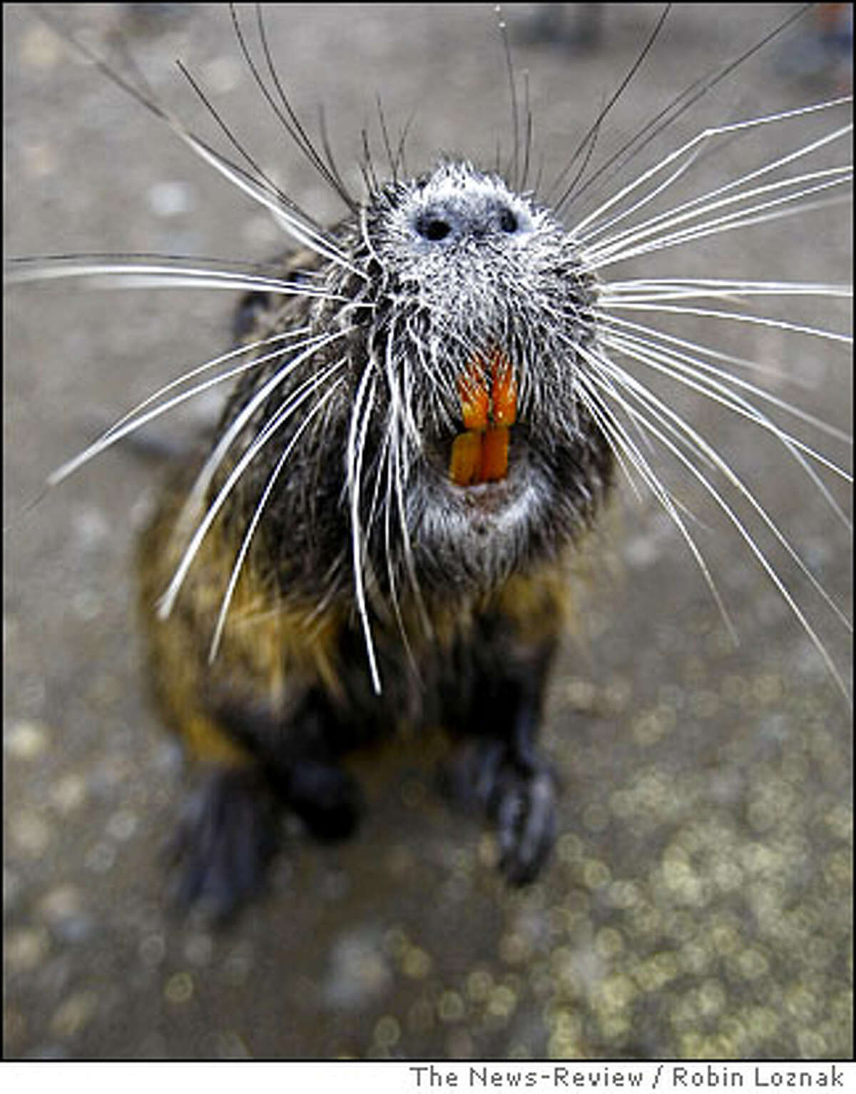 California's 20-pound invasive nutria problem could be worse than ...