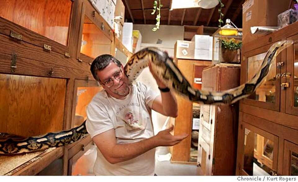 'Snakes on a Plane' is as phony as a python with fangs. It's still fun ...