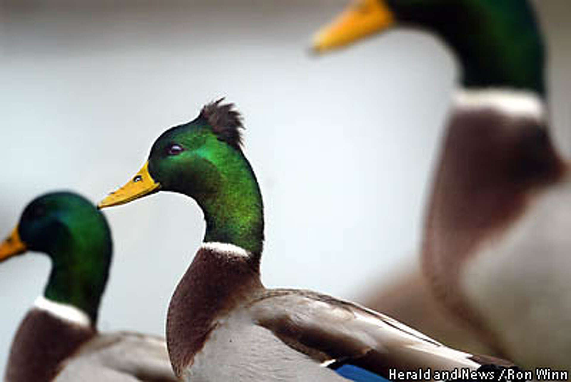 Klamath water arrives, saving 50,000 ducklings from certain death