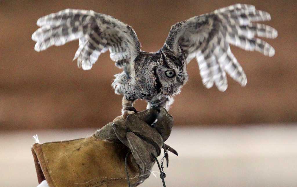 Birds of prey show swoops into rodeo