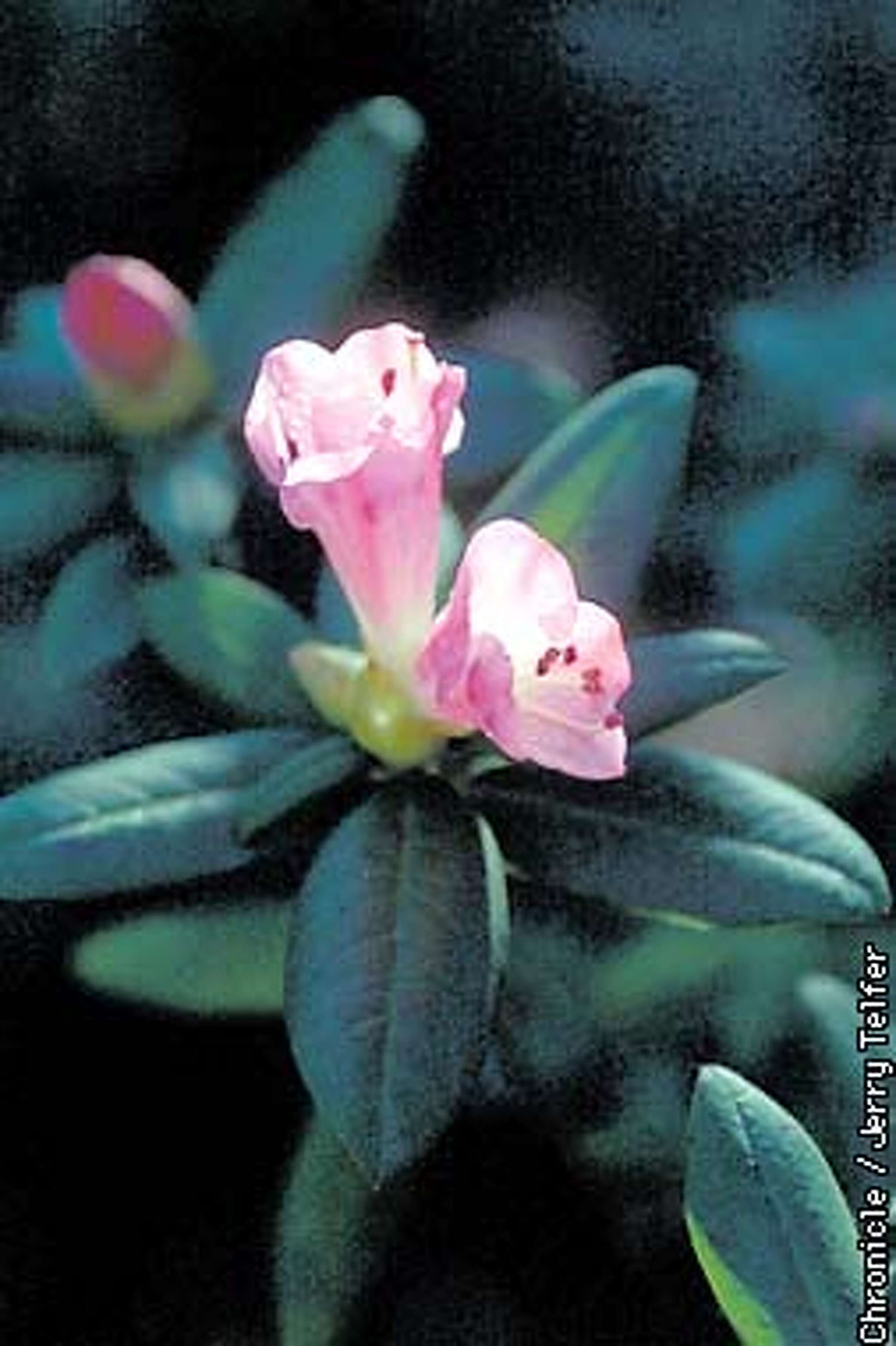 Spring blooms in Sebastopol