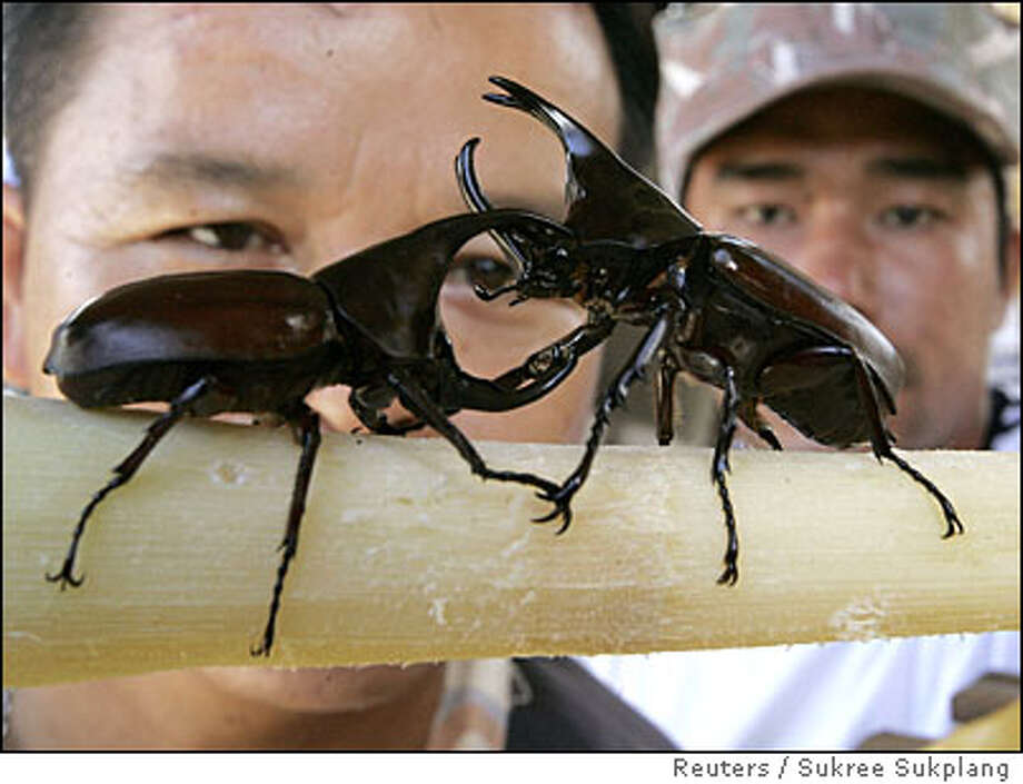 Most expensive exotic pets - Connecticut Post