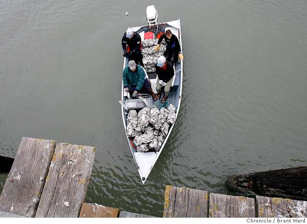 SAN FRANCISCO BAY / SHELL GAME FOR OYSTERS / Scientists building reefs ...