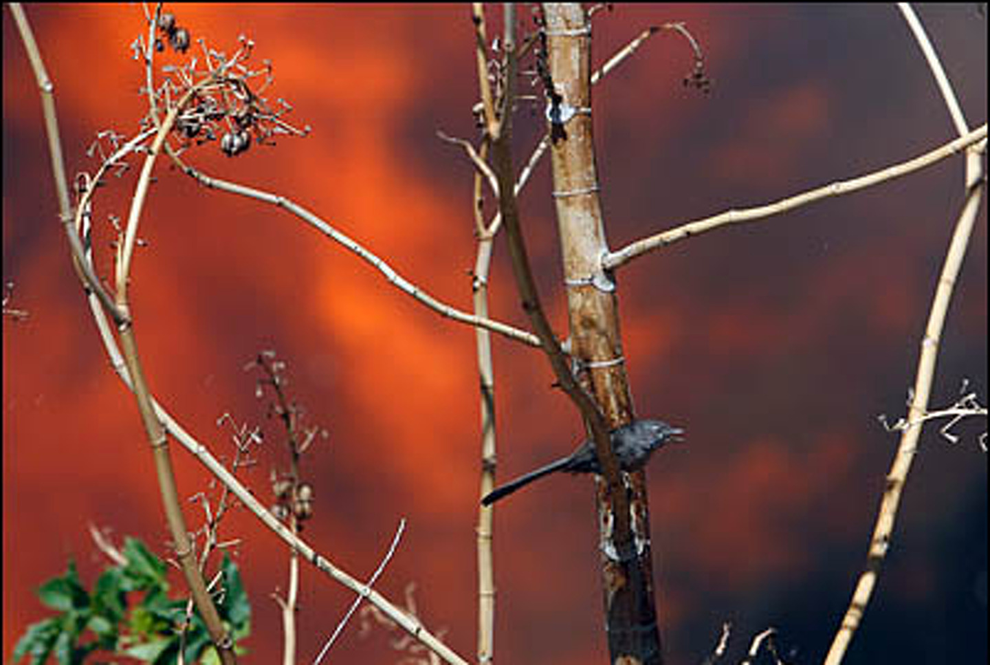 Fire-stricken birds are fleeing the smoky North Bay. Here's where they ...