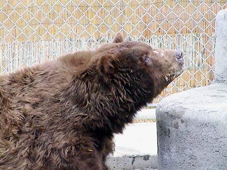 Fur flies over bear / State retires limping bear to life of luxury