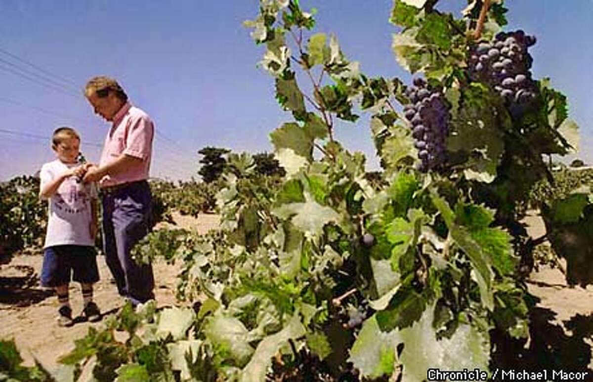 Growth By the Glass In Oakley / Vineyard revival emerging amid stores ...