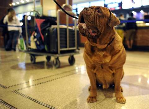 Selkirk dog "best of breed" at Westminster show