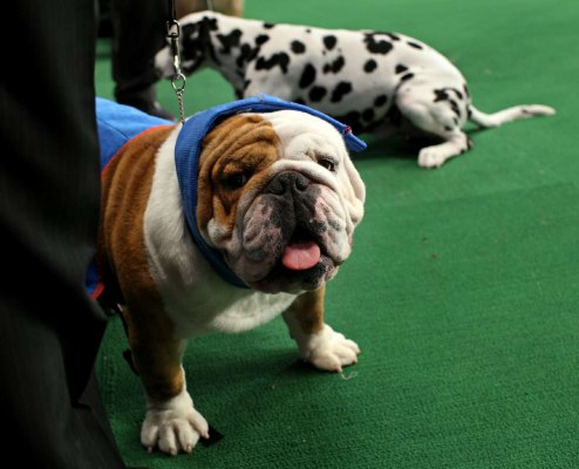 Selkirk dog "best of breed" at Westminster show