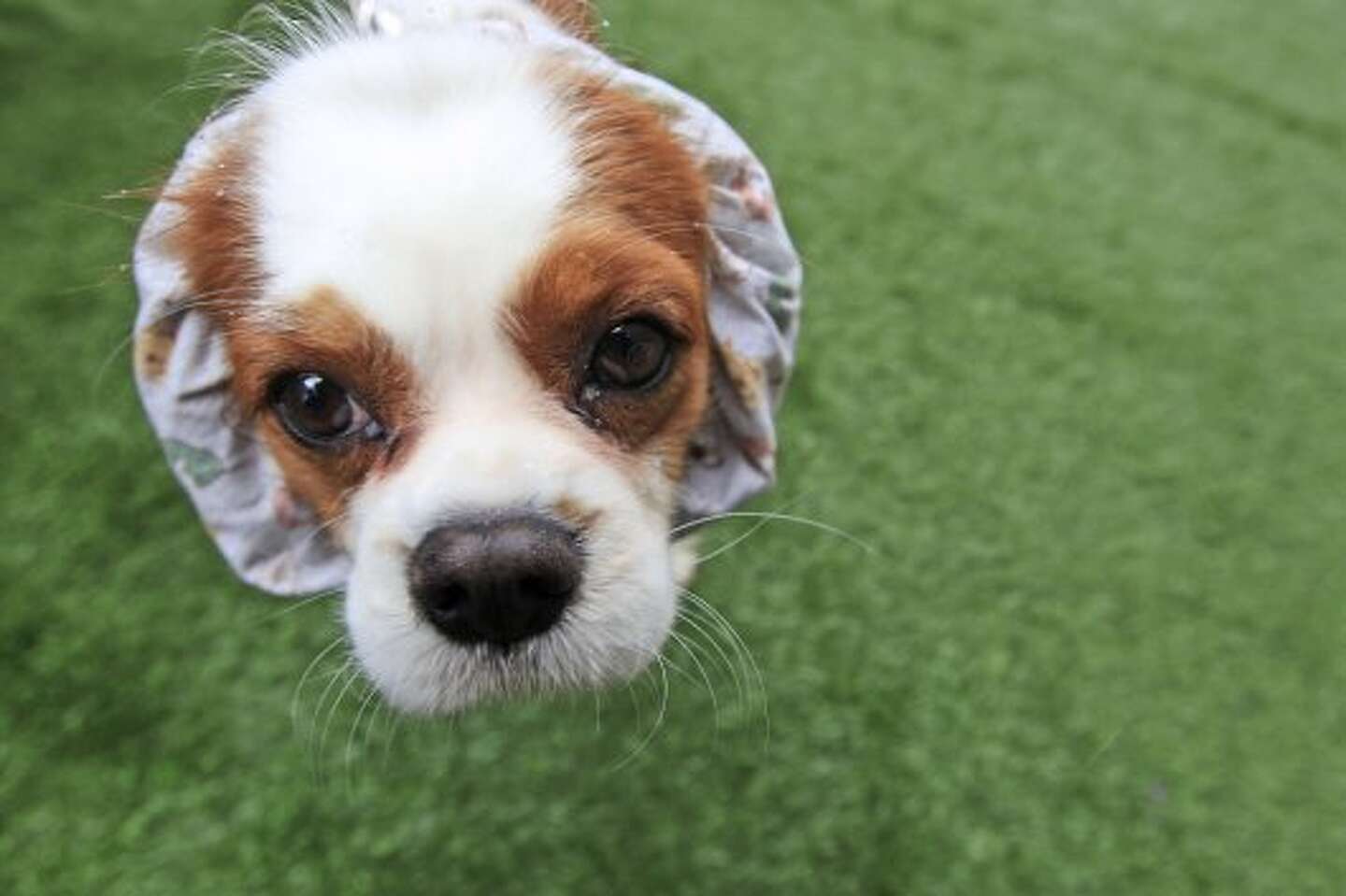 Selkirk dog "best of breed" at Westminster show