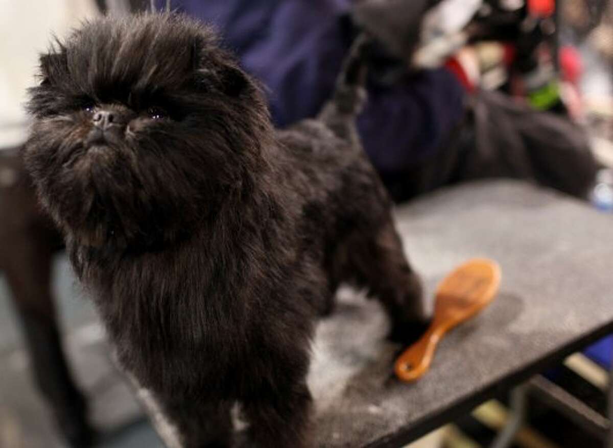 Selkirk dog "best of breed" at Westminster show