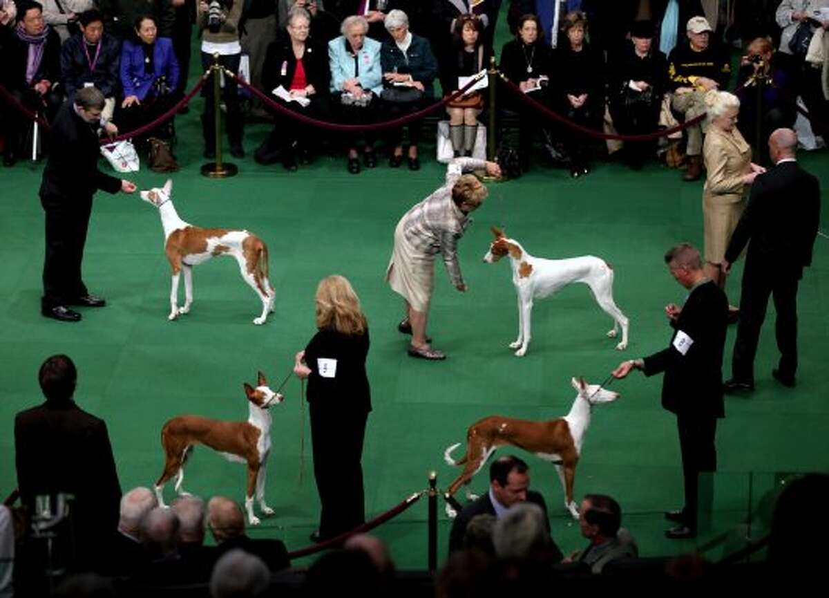 Selkirk dog "best of breed" at Westminster show