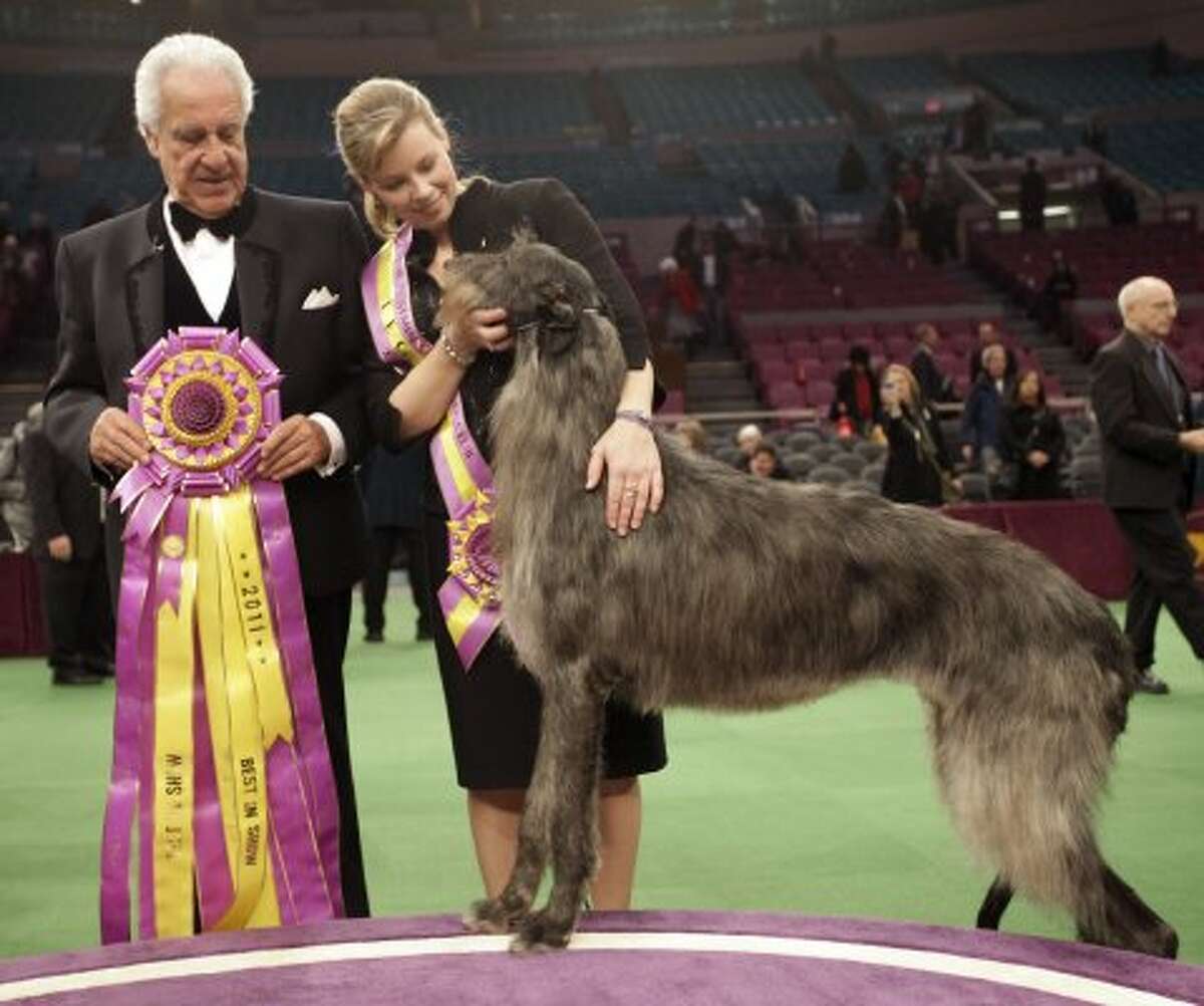 Selkirk dog "best of breed" at Westminster show