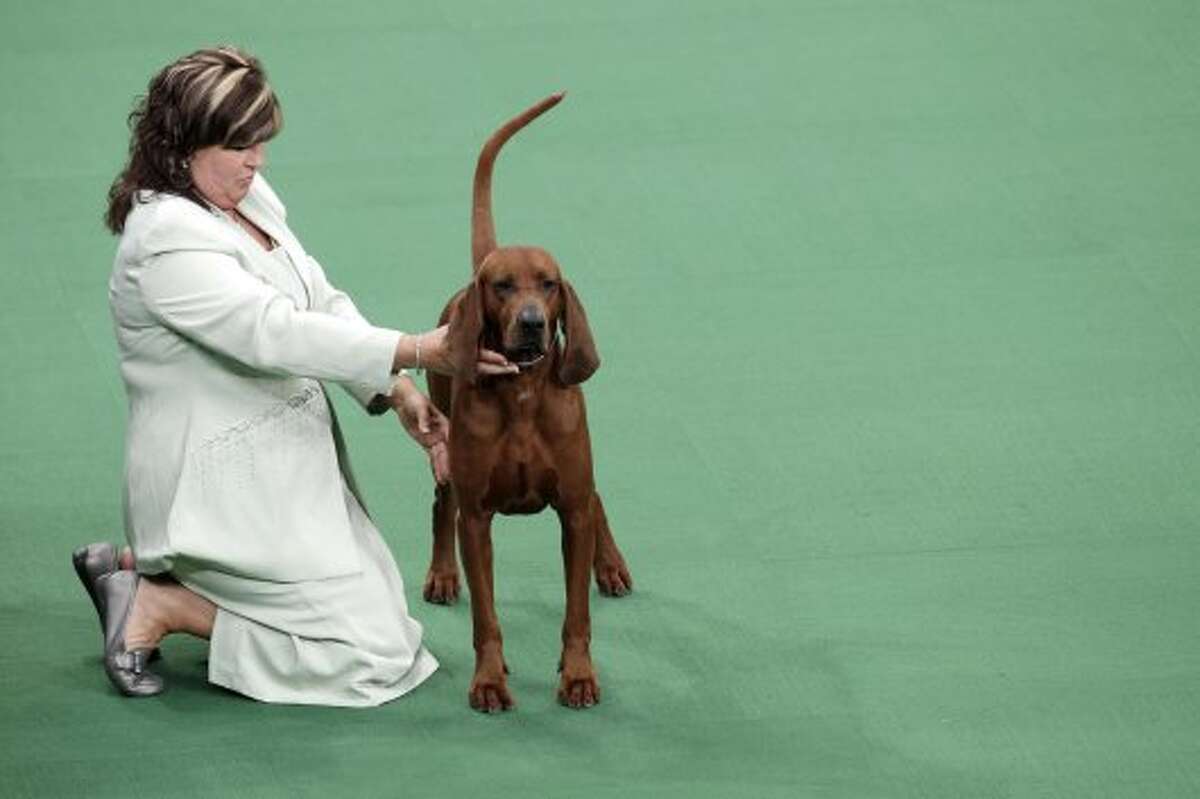 Selkirk dog "best of breed" at Westminster show