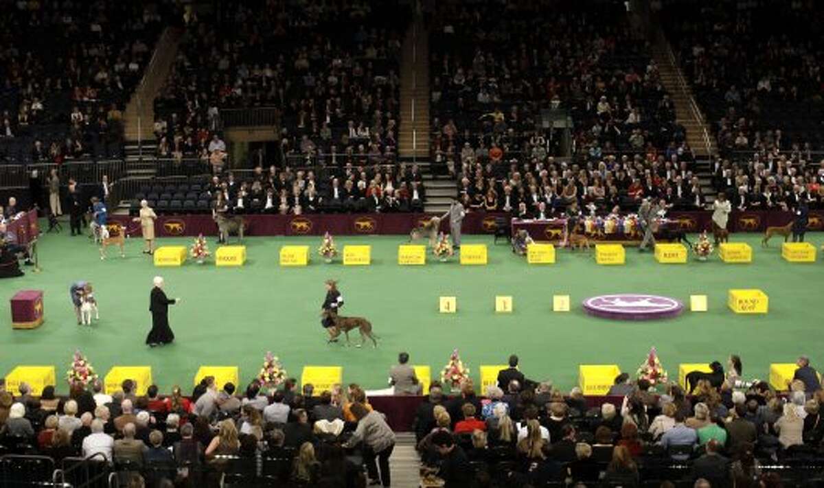 Selkirk dog "best of breed" at Westminster show