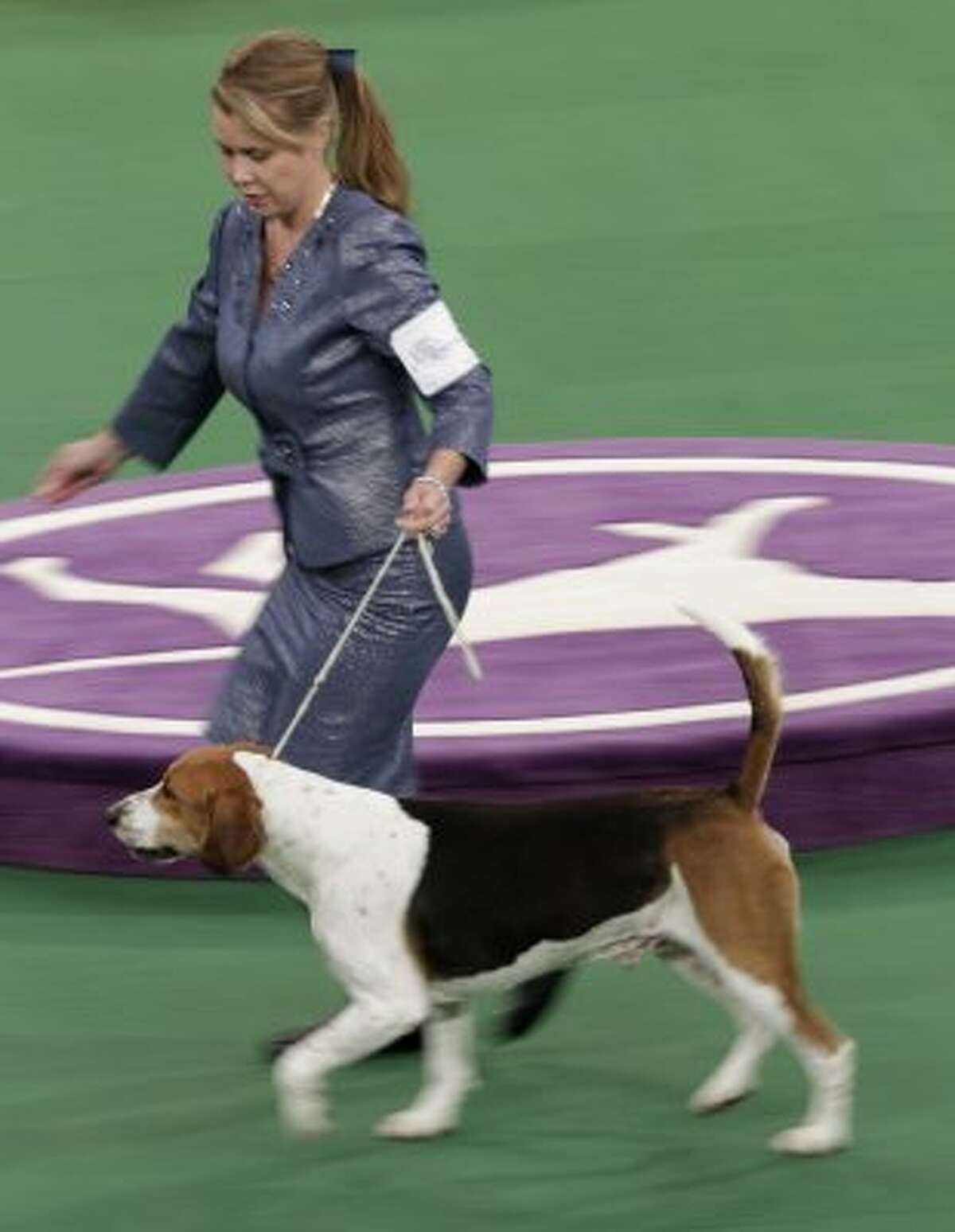 Selkirk dog "best of breed" at Westminster show