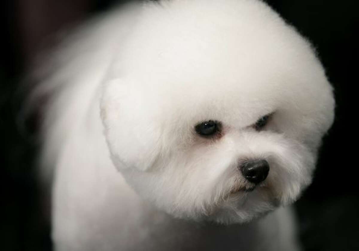 Selkirk dog "best of breed" at Westminster show