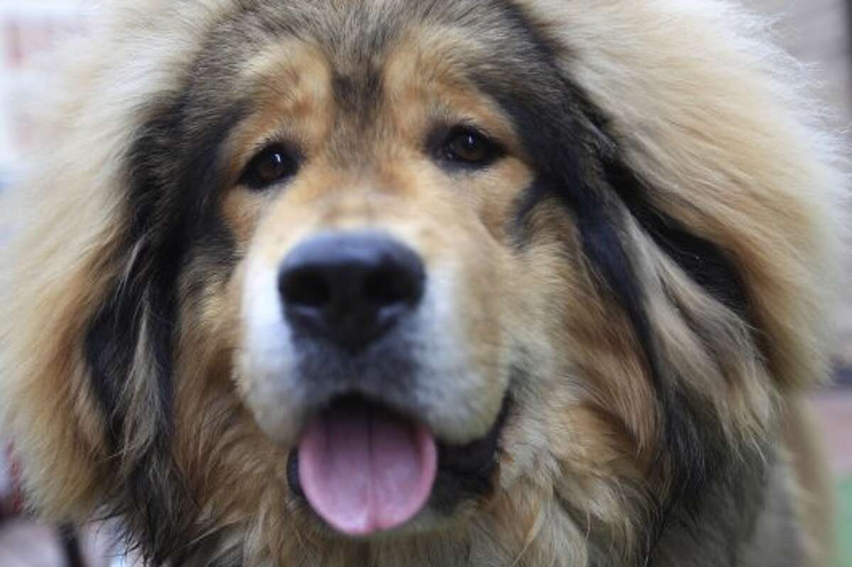 Selkirk dog "best of breed" at Westminster show