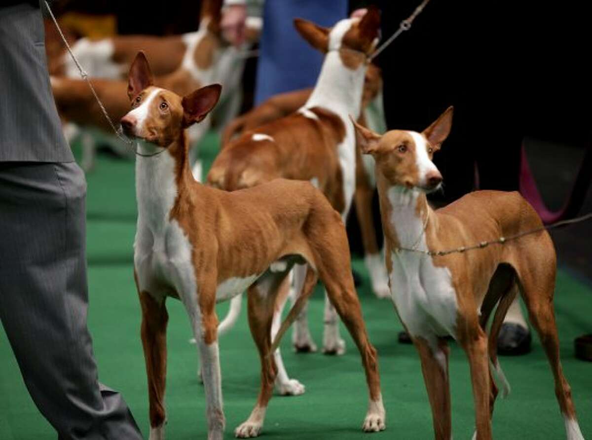 Selkirk dog "best of breed" at Westminster show