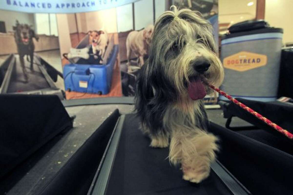 Selkirk dog "best of breed" at Westminster show