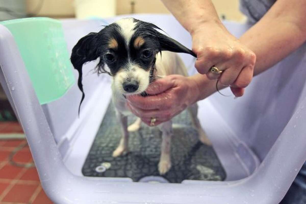Selkirk dog "best of breed" at Westminster show