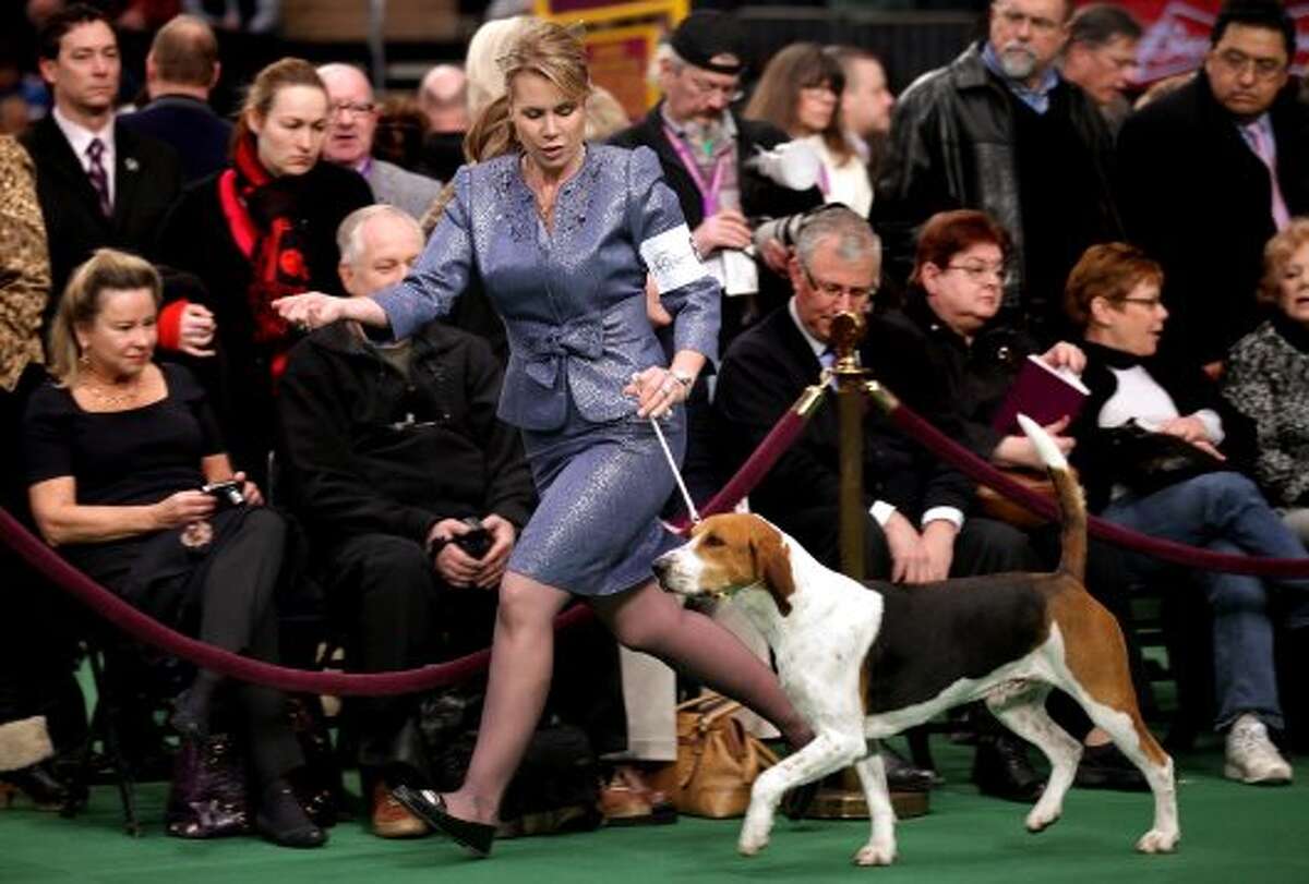 Selkirk dog "best of breed" at Westminster show