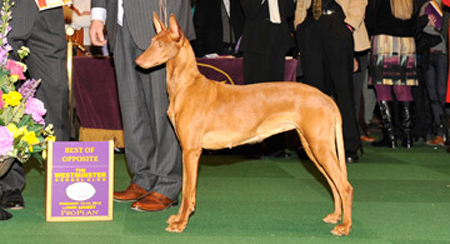 Selkirk dog "best of breed" at Westminster show
