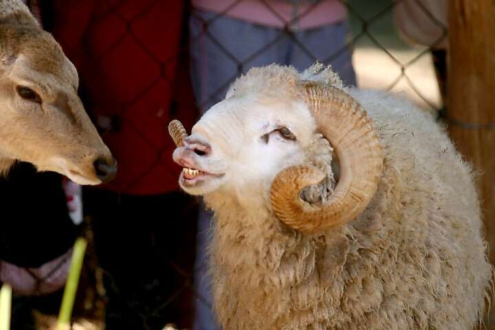 Most expensive exotic pets