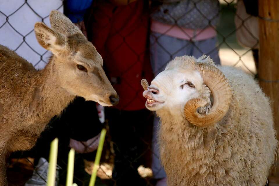 Most expensive exotic pets