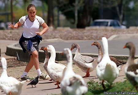 Rude Geese A Hassle In Suburbia / Birds run roughshod over county's parks