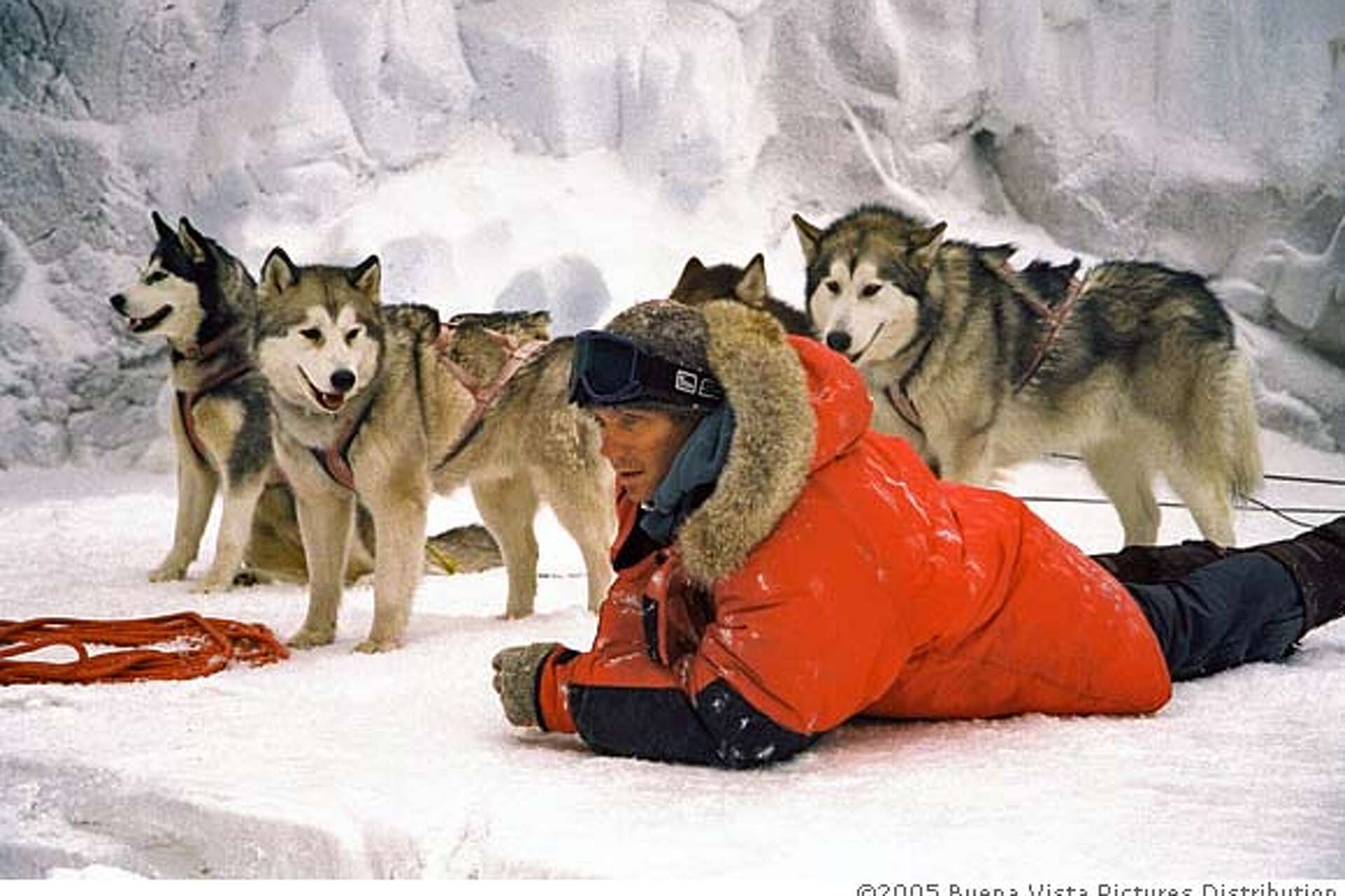 Man's 8 best friends get the cold shoulder