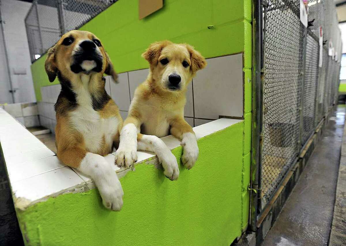 New Humane Society will hinge on more financial donations