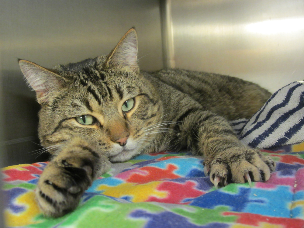 Seattle shelter has plan to help dozens of cats