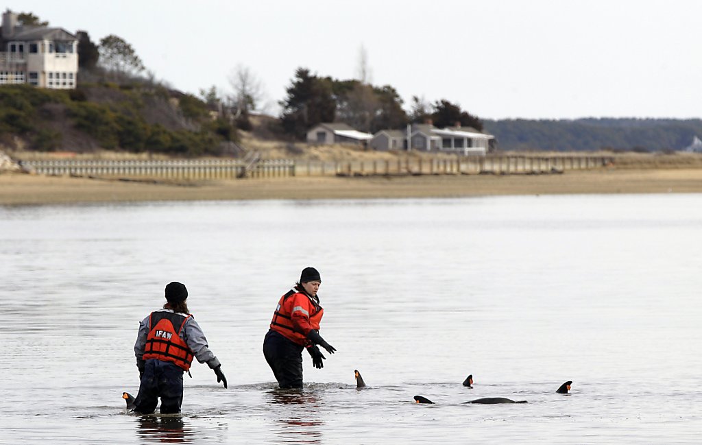 10 beached dolphins rescued at Cape Cod