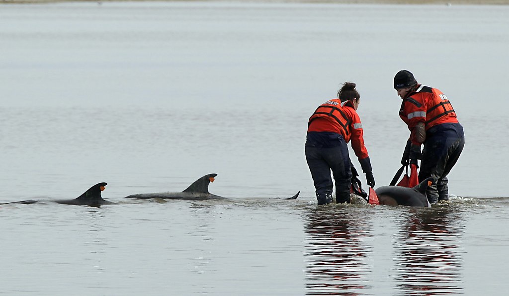 10 beached dolphins rescued at Cape Cod